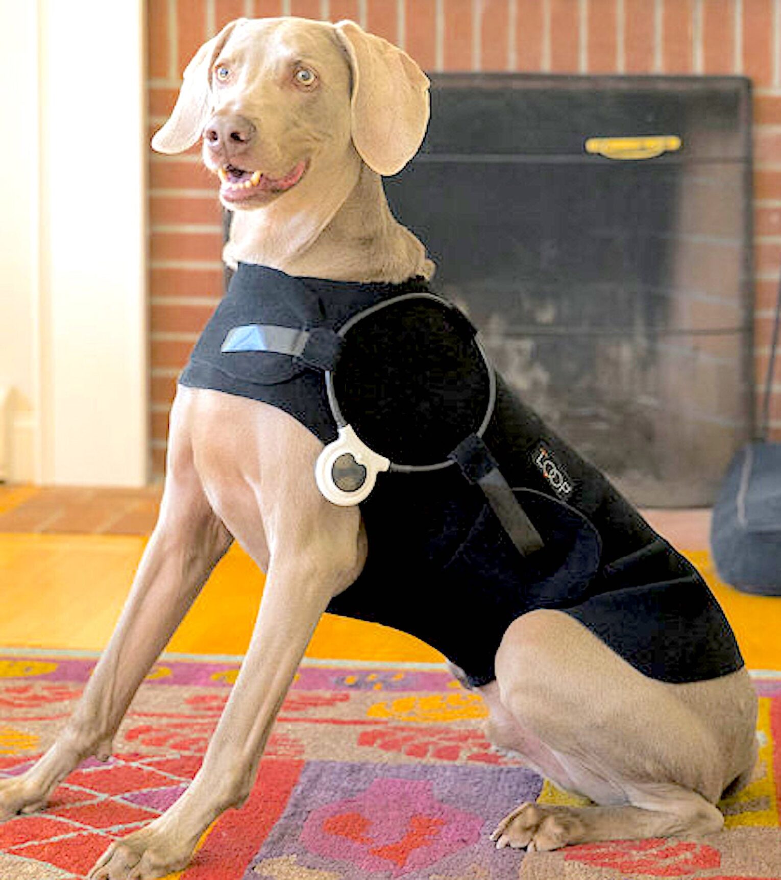 ASSISI LOOP: proven to reduce pain and accelerate healing - Vital Vet