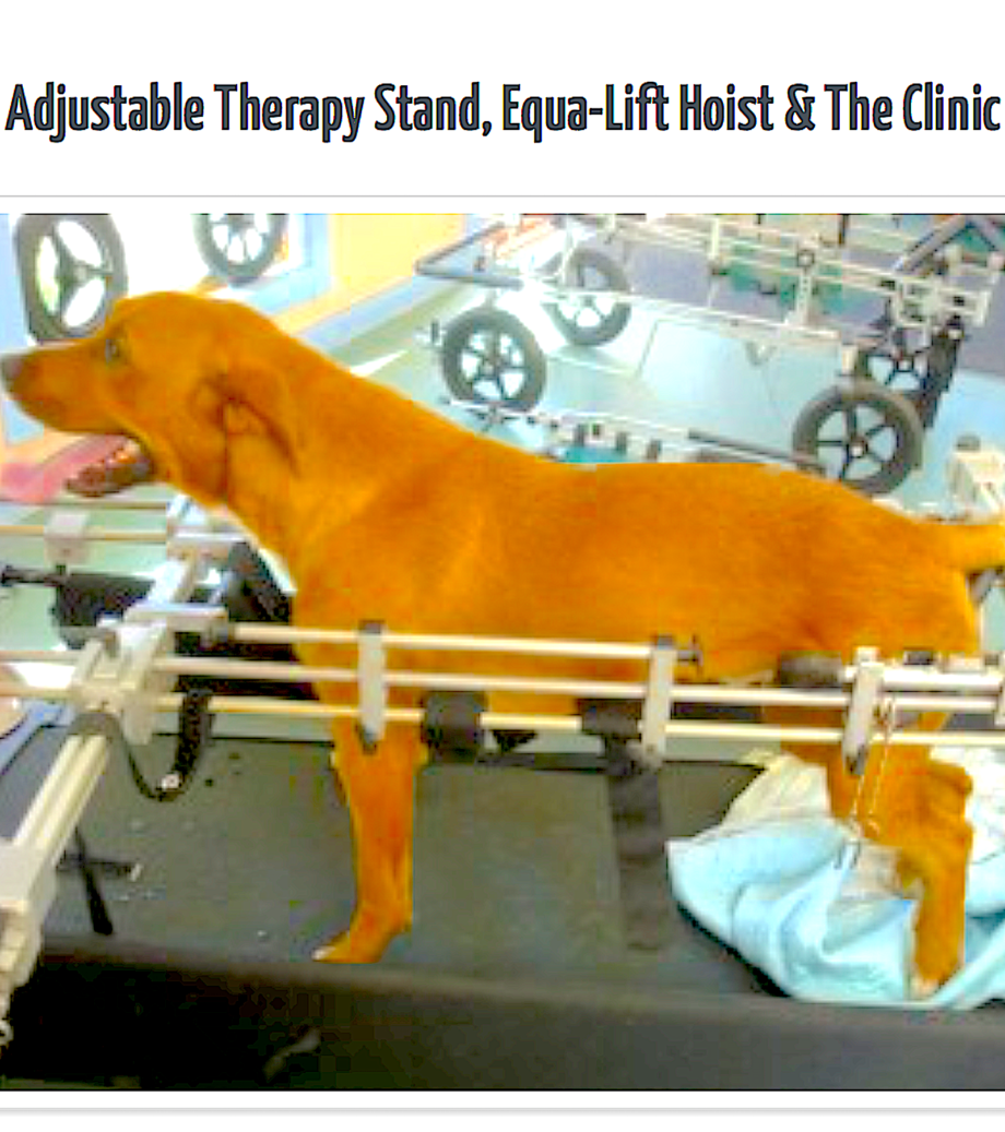 EDDIE'S WHEELS ADJUSTABLE THERAPY STANDS: solidly supports dogs in a ...