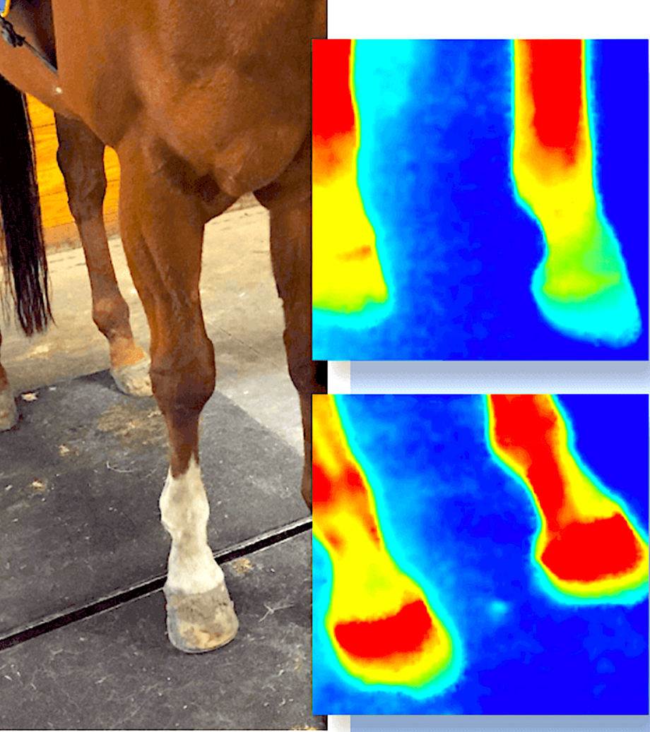 EQUIVIBE: vertical vibration plate for improved blood flow and healing ...