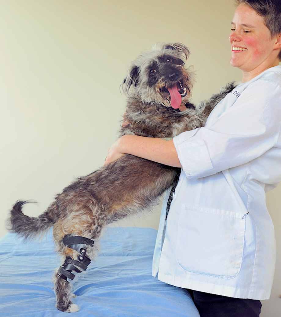 Leg: custom brace - Vital Vet