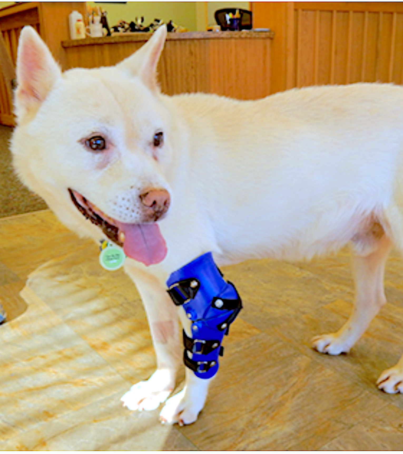 MY PET'S BRACE: custom leg orthotics and prosthetics to help pets walk ...