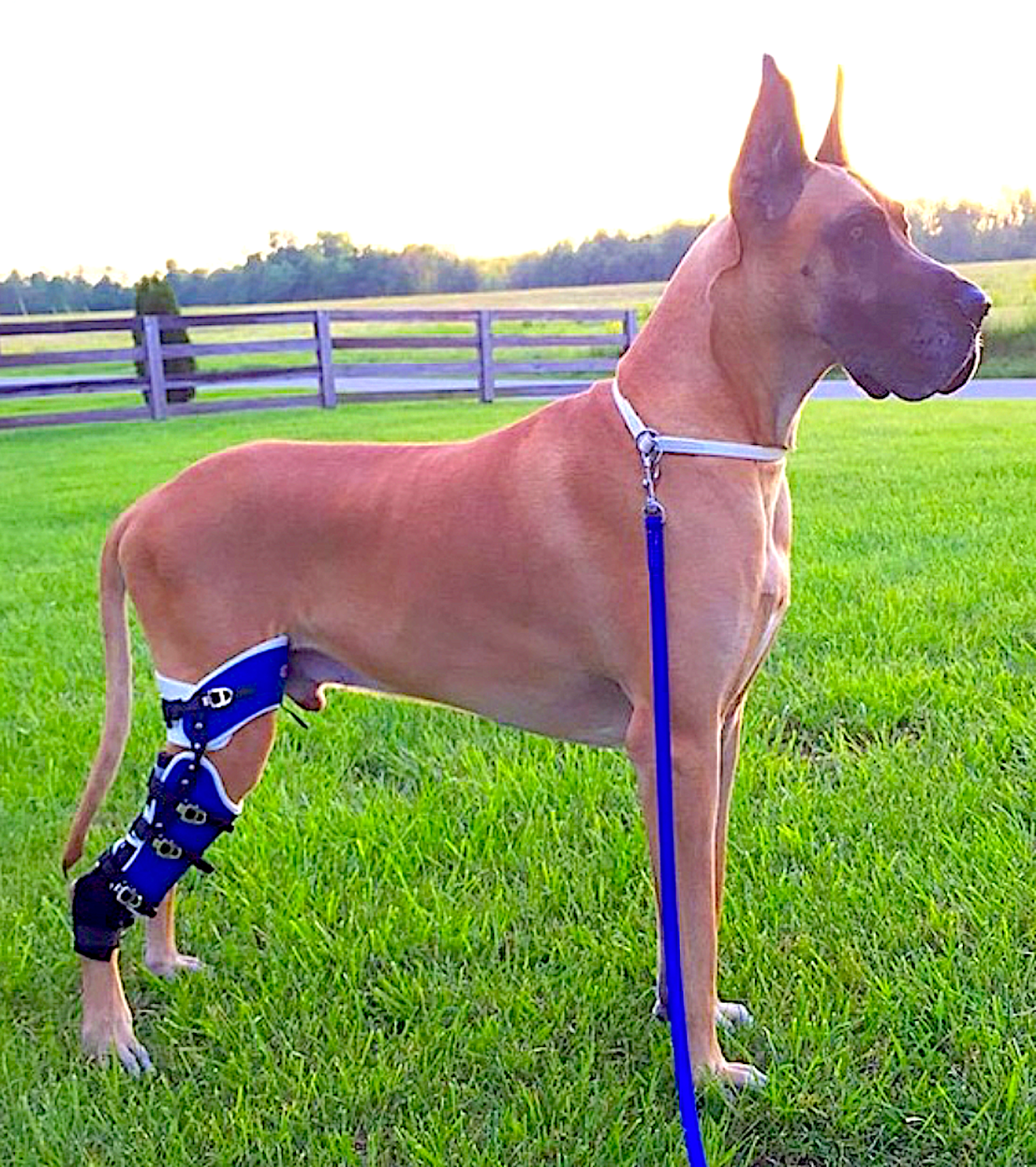 POSH DOG KNEE BRACE: no casting needed for this comfortable knee brace ...