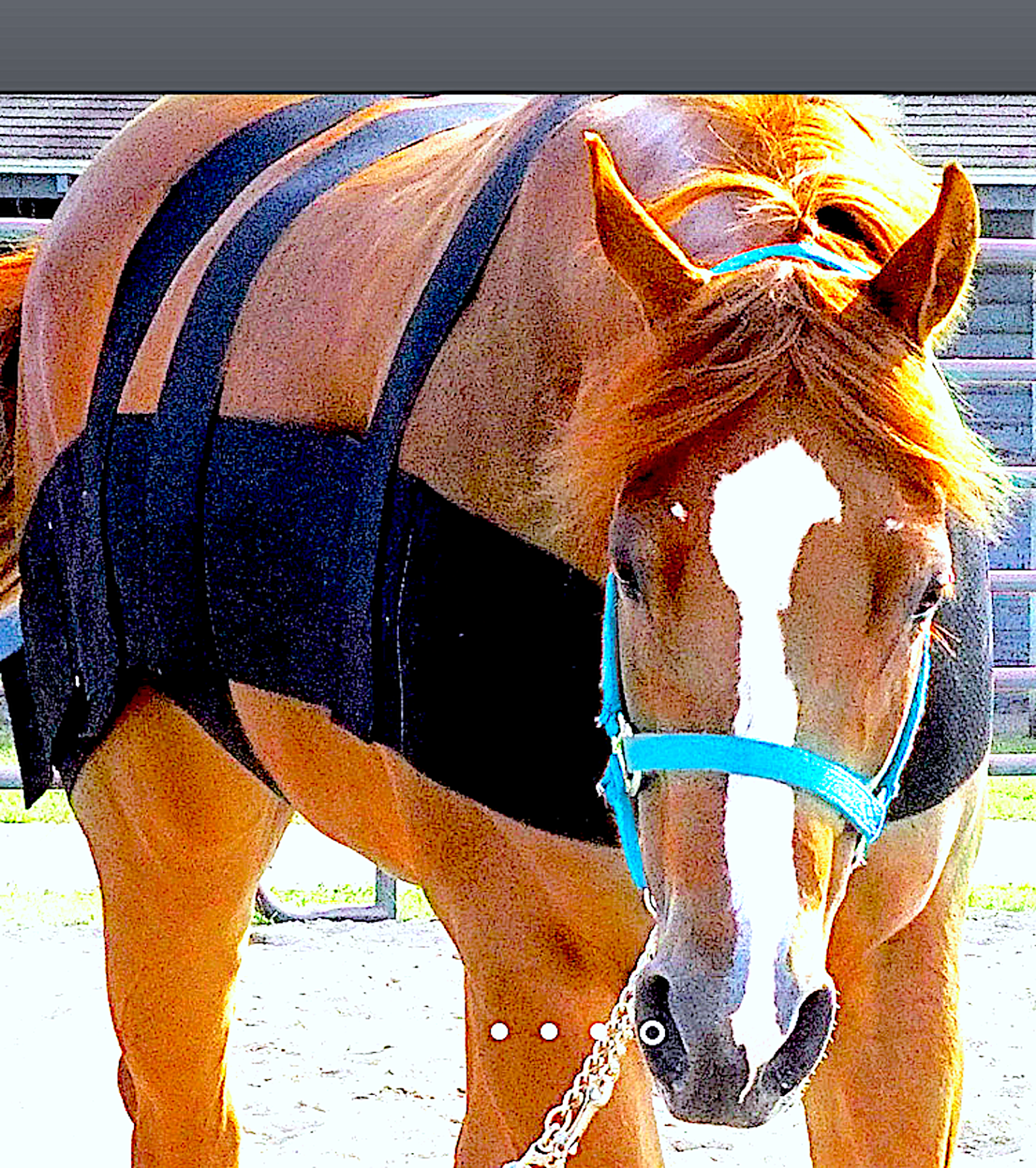 PRO SIX EQUINE: body wrap used to improve body awareness and balance ...