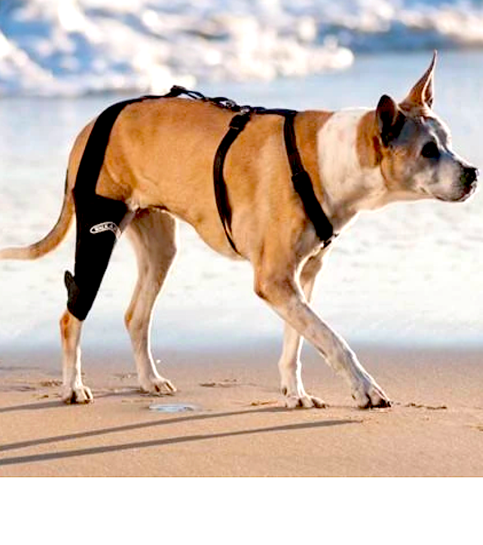 knee brace, hip brace - Vital Vet