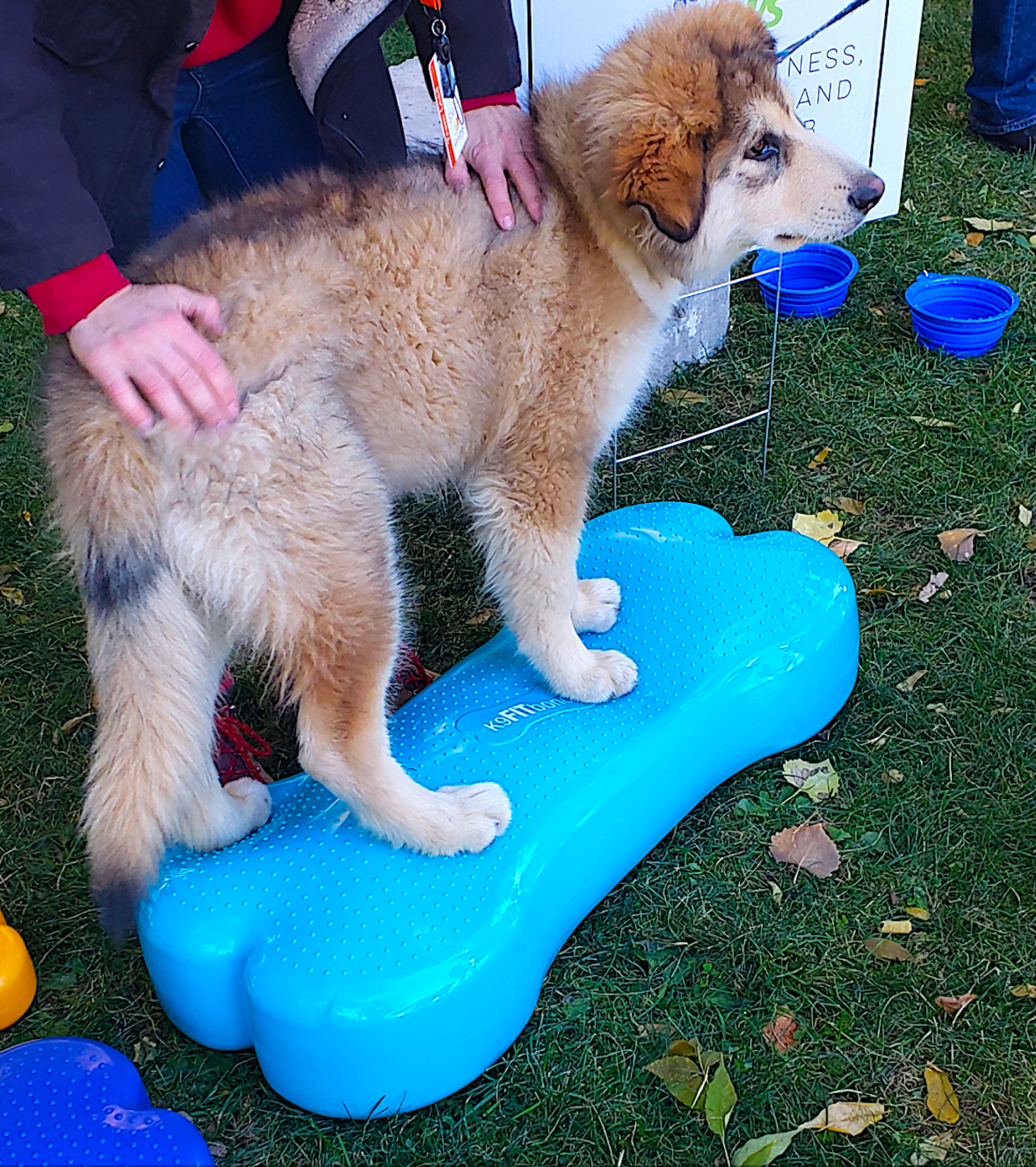 K9 GIANT FITBONE: supersized balance and fitness equipment - Vital Vet