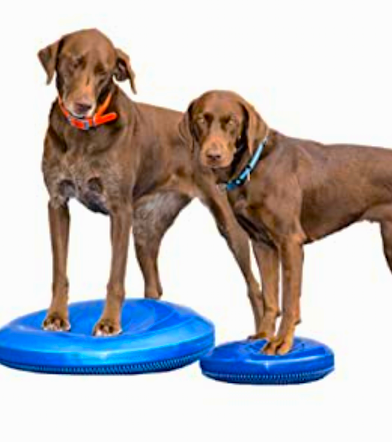 22" BALANCE DISC: great balance training, core strength, and stability ...