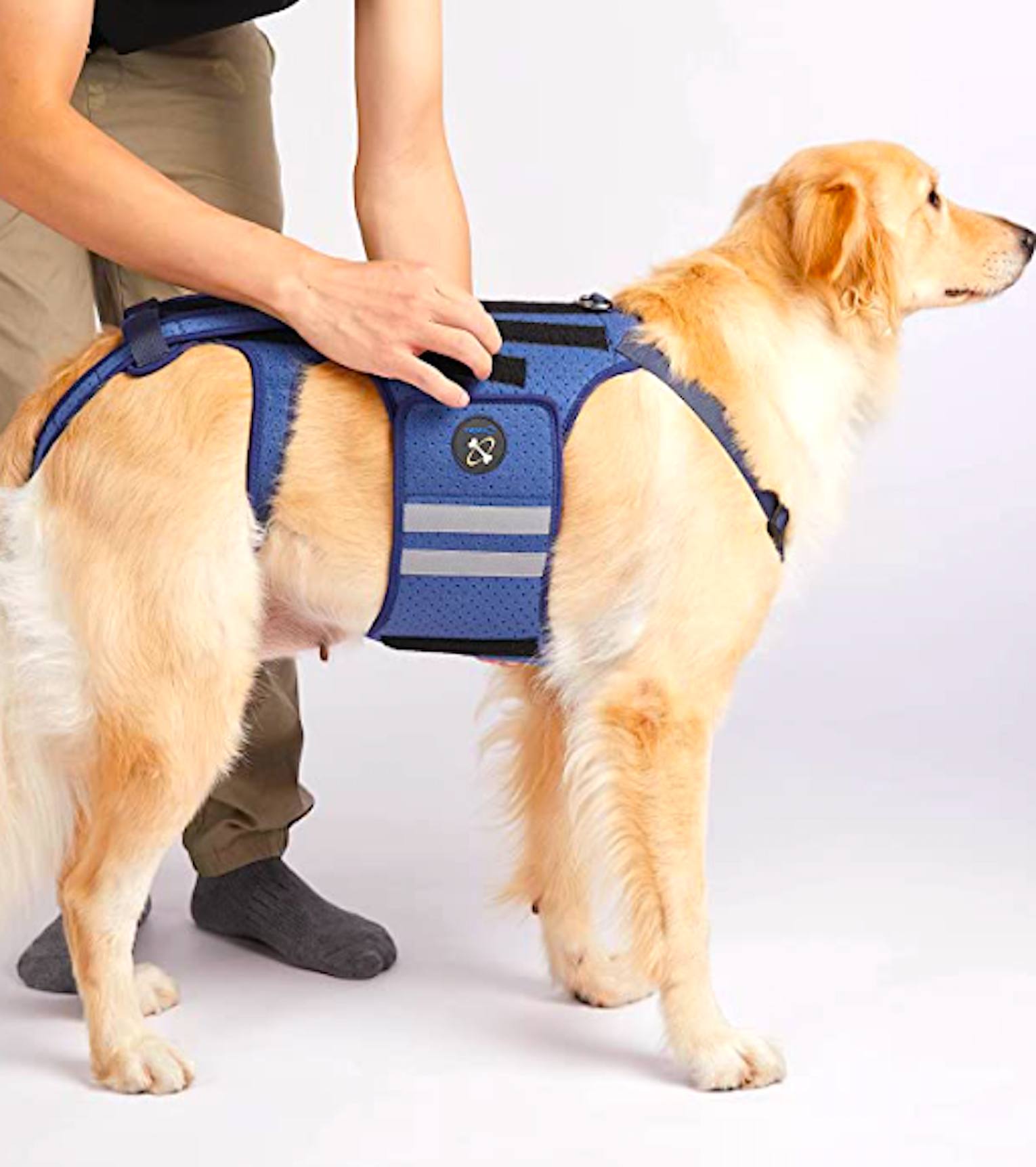 COODEO BACK BRACE FOR DOGS: back support and protector for rehab and ...