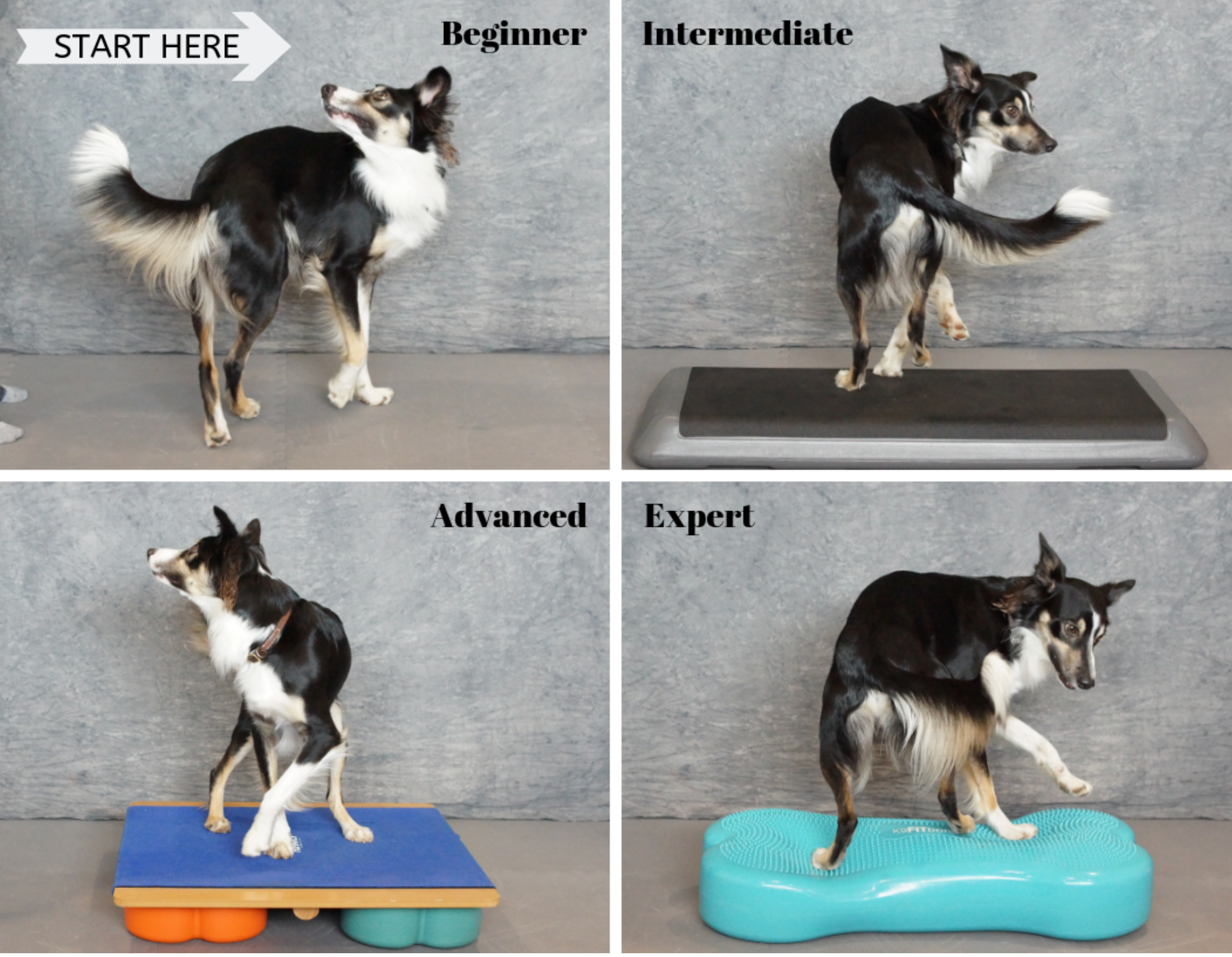 Choose Exercises That Match Your Dog's Level of Fitness - Vital Vet