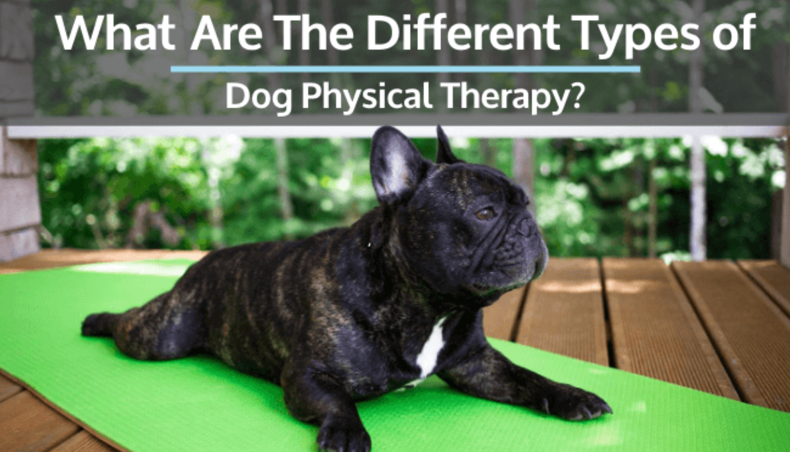 What Are the Different Types of Dog Physical Therapy? - Vital Vet