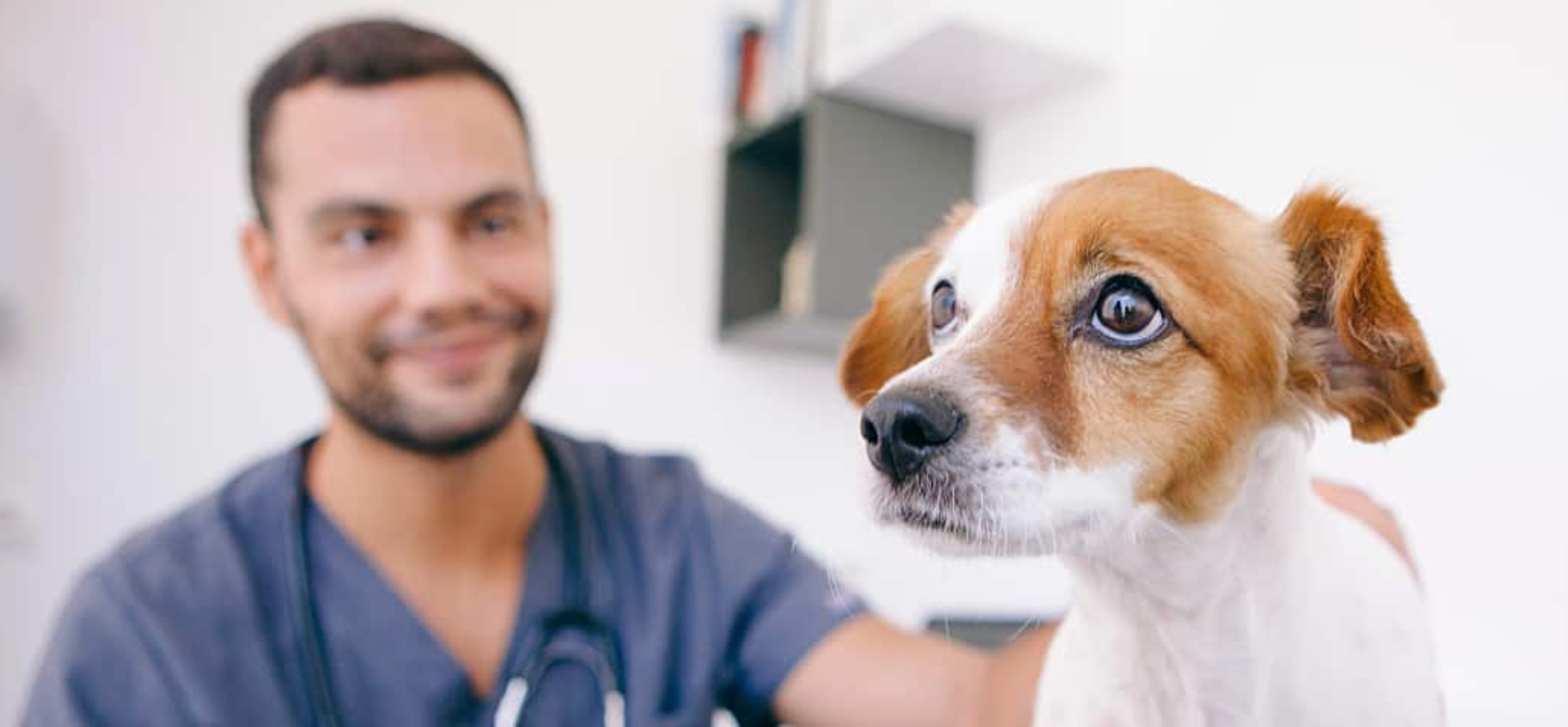 What Is Laser Therapy for Dogs? - Vital Vet