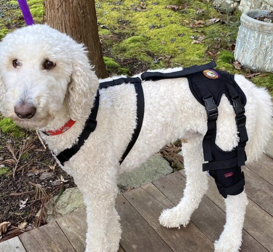 ORTHO DOG KNEE BRACES: non-rigid neoprene supports for knees - Vital Vet