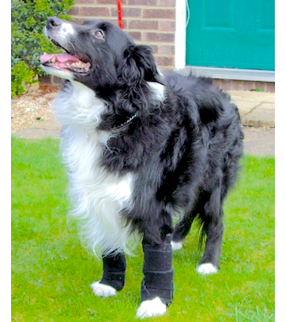 THERAPAW: custom wrist and ankle soft braces for pets with injuries ...