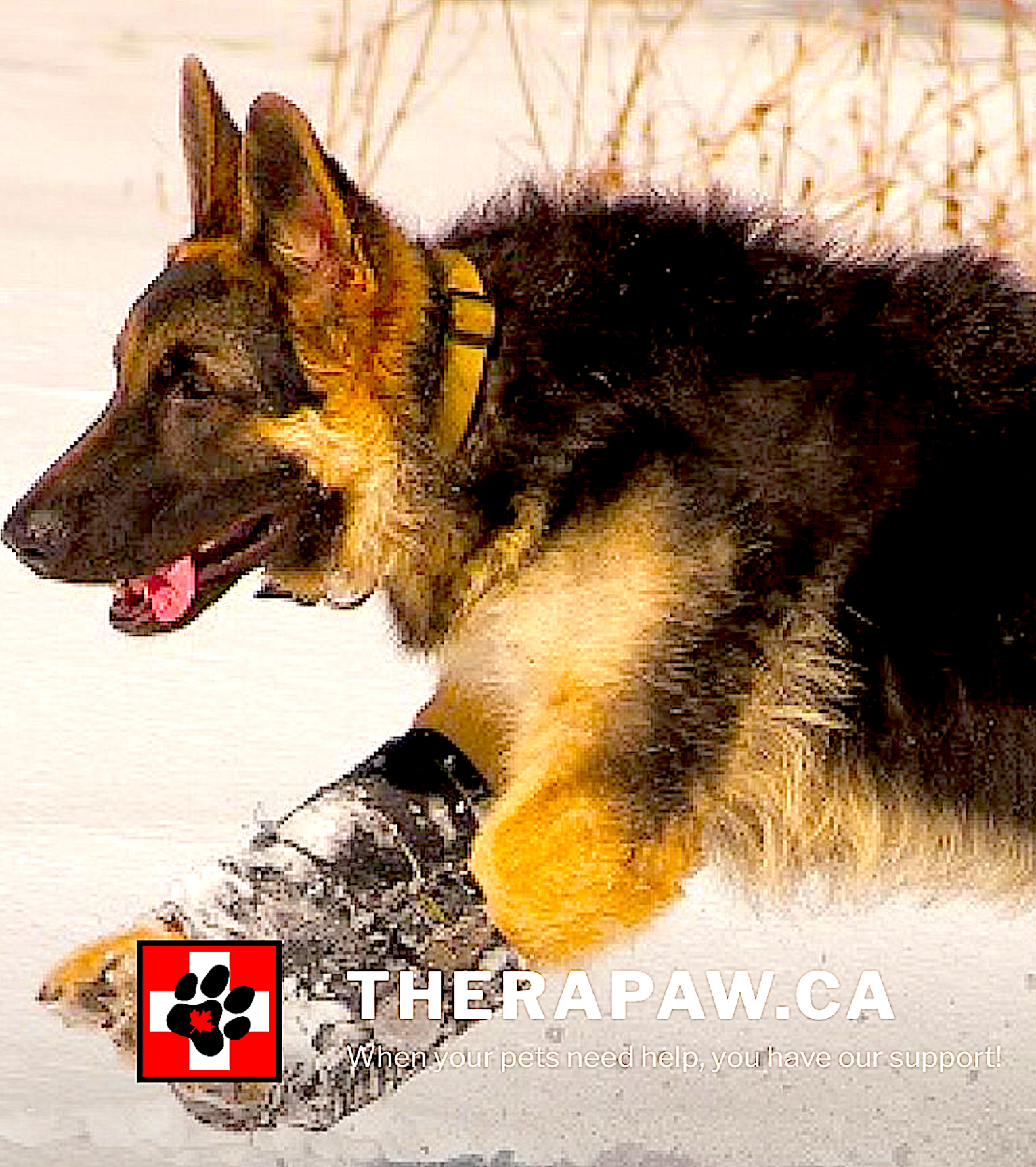 THERAPAW: custom and standard wrist and ankle braces for injuries, pain ...