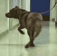 Understanding Canine Gait: Significance of Analyzing Your Dog’s Gait ...