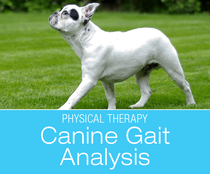 Understanding Canine Gait: Significance of Analyzing Your Dog’s Gait ...