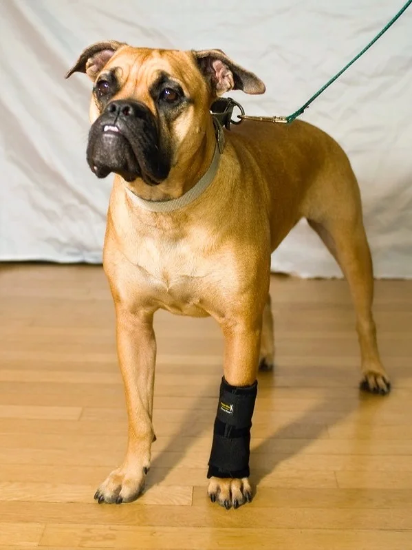 CARPO-FLEX-X: customizable, moderate support for the front leg - Vital Vet