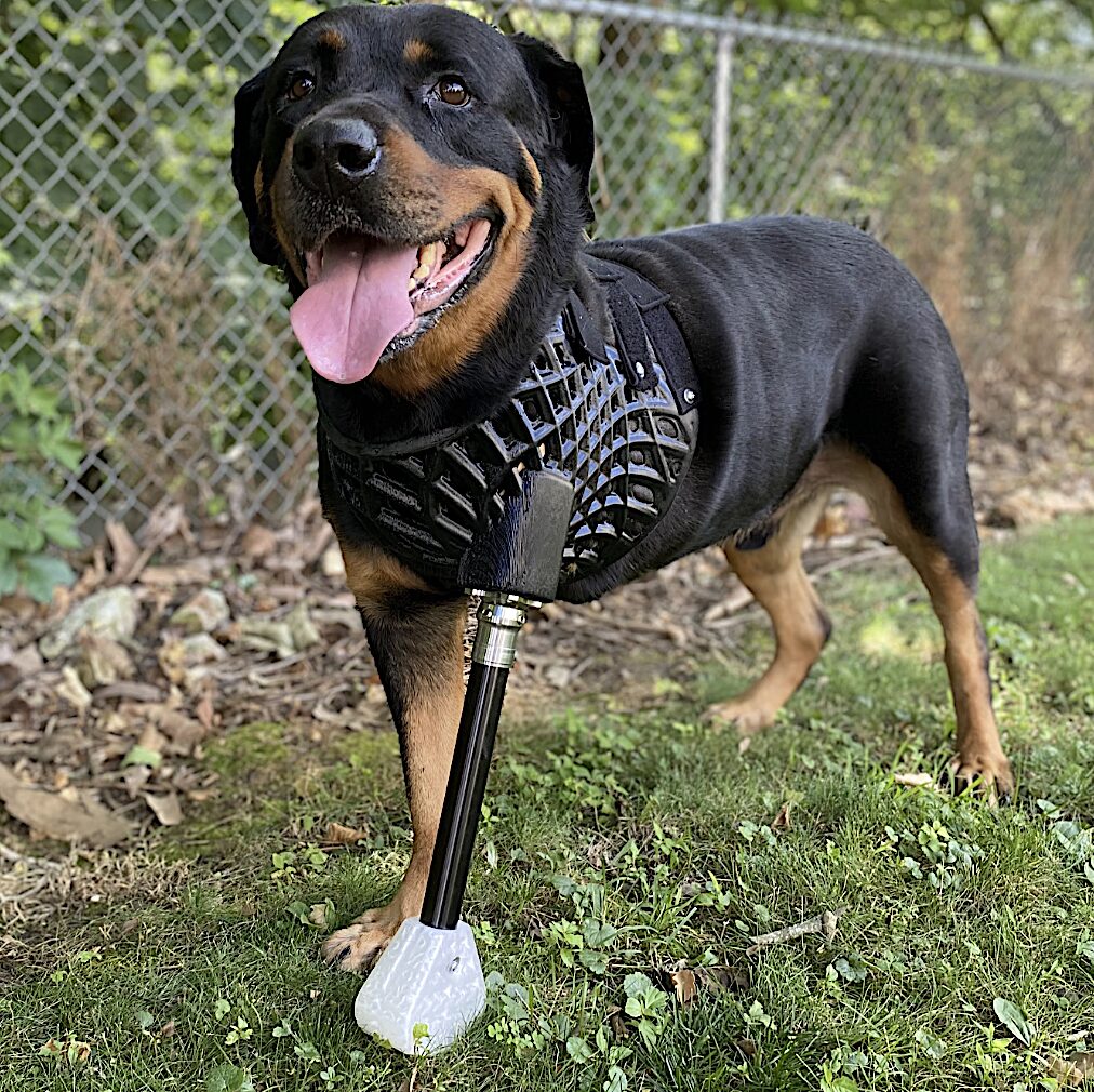 Prosthetics (for missing leg) - Vital Vet
