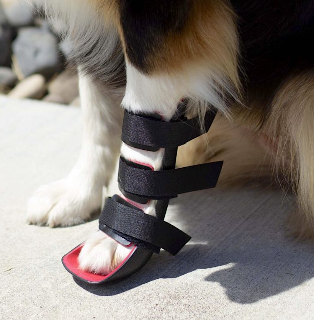 Braces, splints - Vital Vet