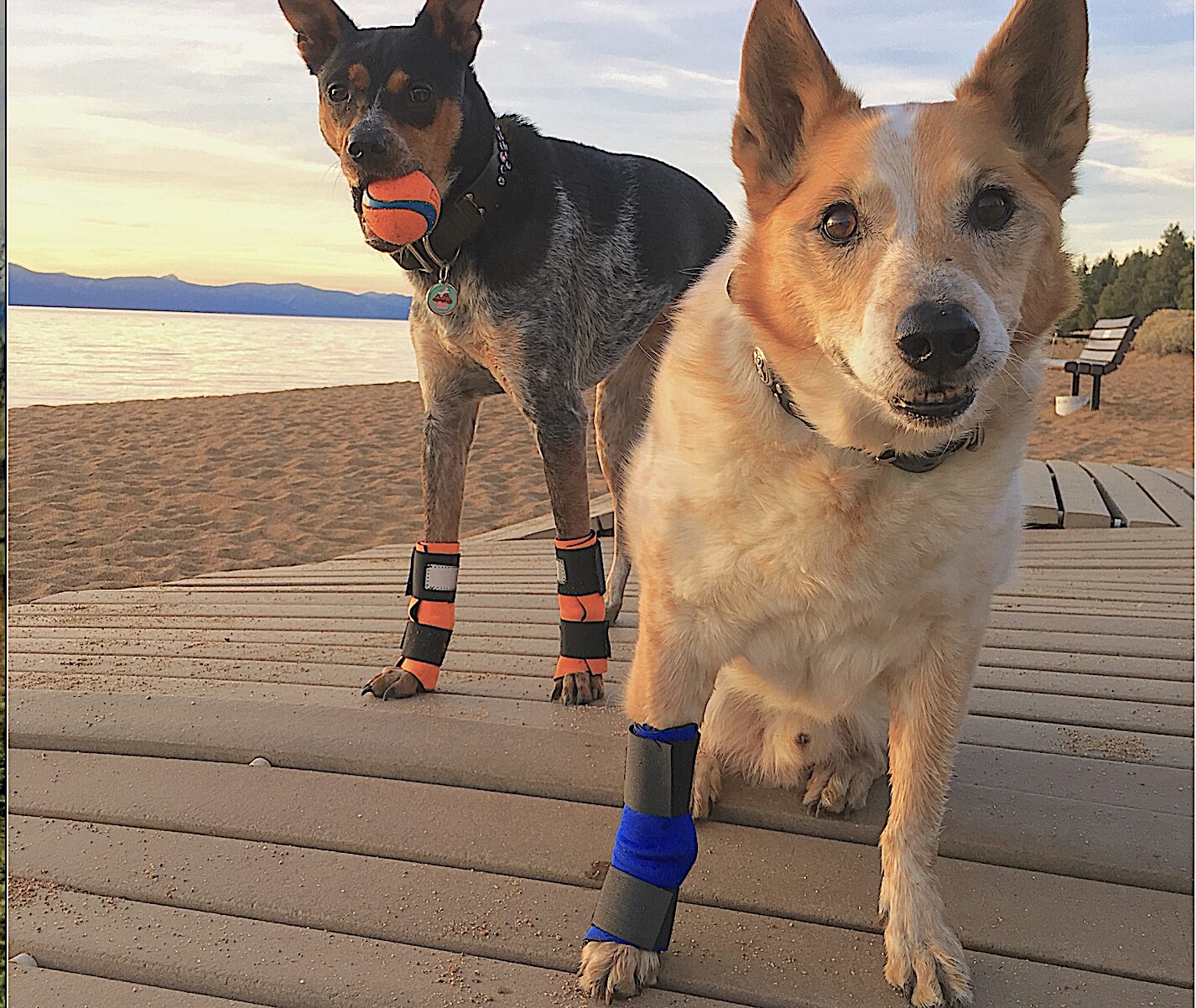 ARTICLE Does My Dog Need a Leg Brace: What I Need to Know - Vital Vet